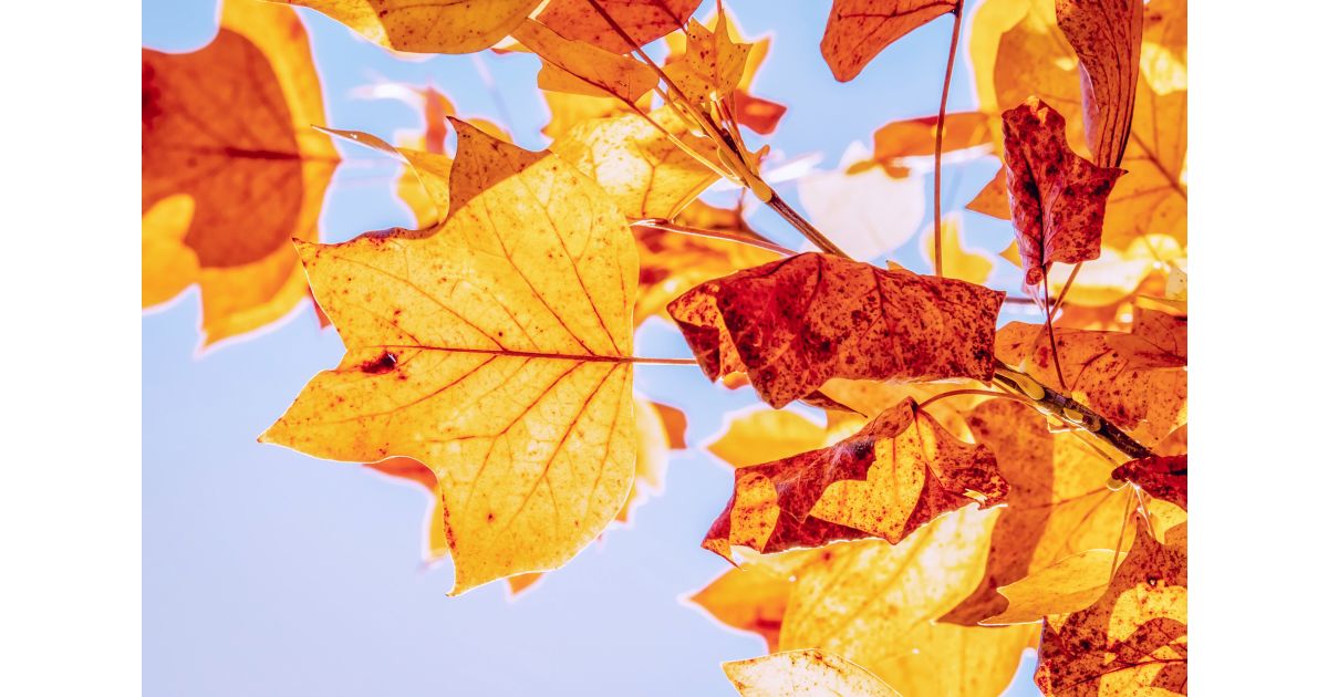 Fall Foliage Run at Stoeckeler Memorial Park