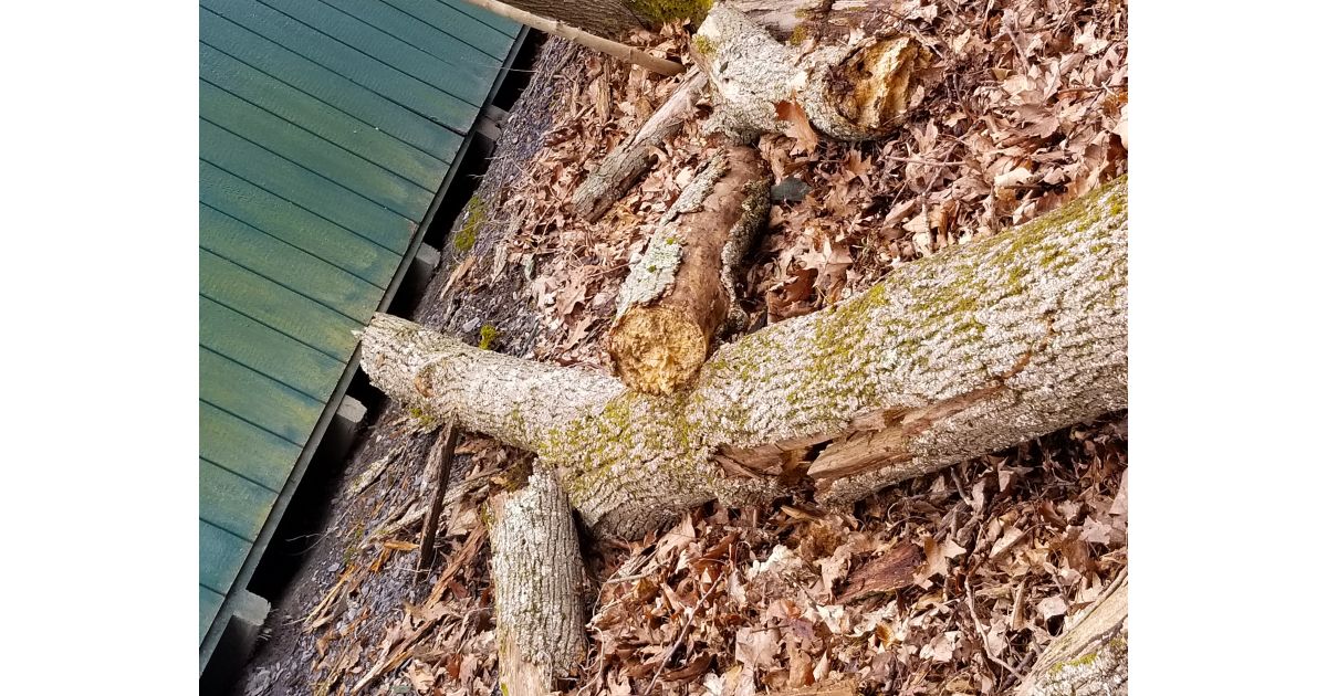 The Trouble with Trees — The Beauty and the Costs