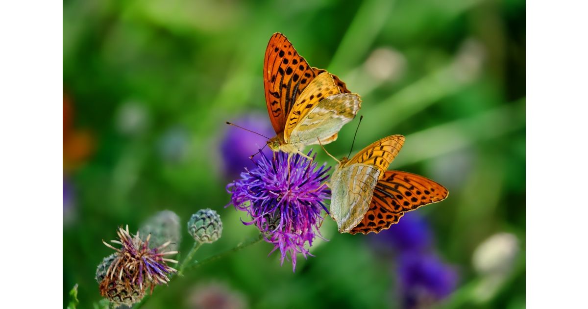 Rochester Advances Pollinator Protections, Cuts Landscaping Chemicals