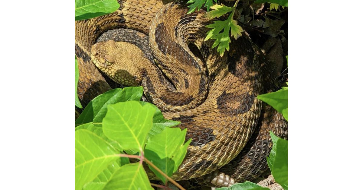 Lippman Park Rattlesnake Sighting a Reminder to Leave Them Be