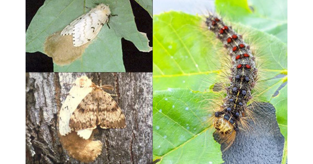 Spongy Moth Invasion Strips Area Trees