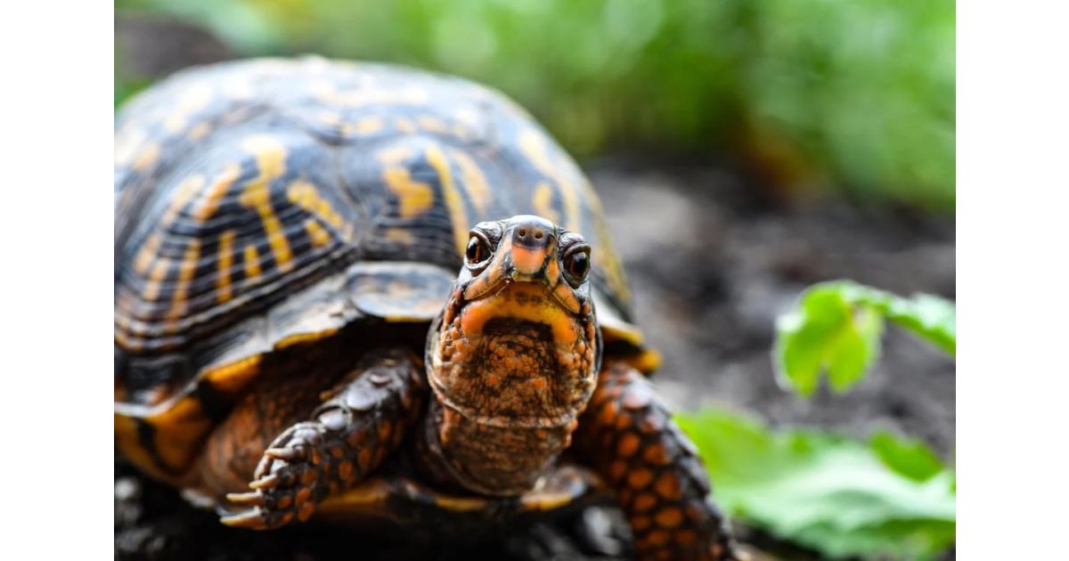 How to Keep Turtles Safe This Summer