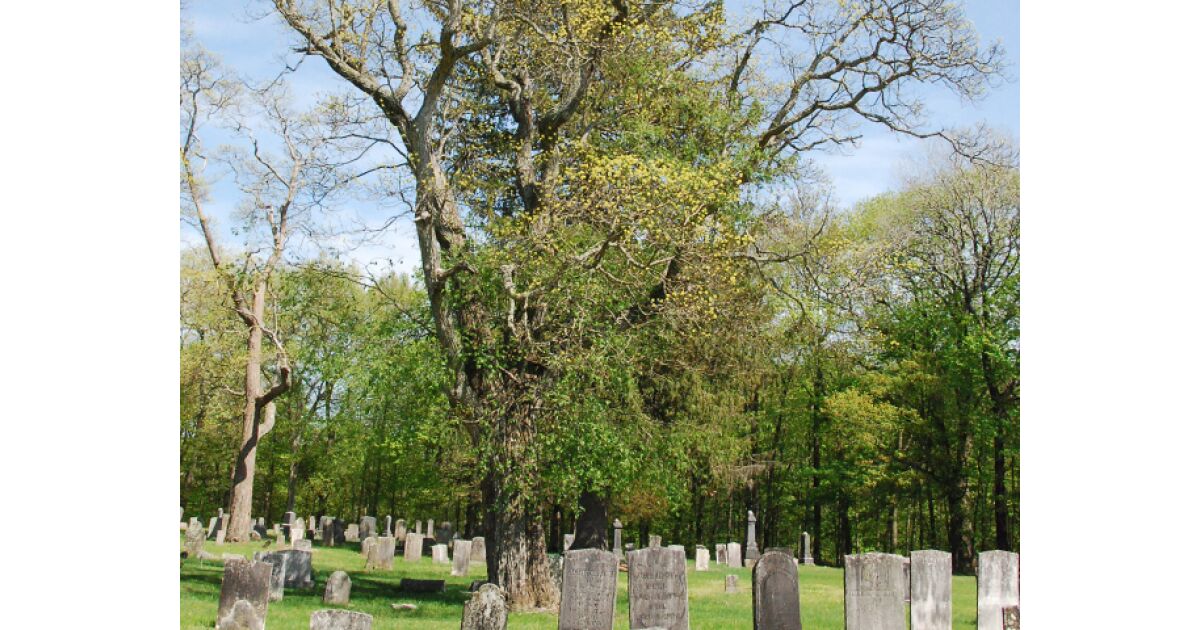 Benton-Bar Cemetery’s Trees Once Held State Record