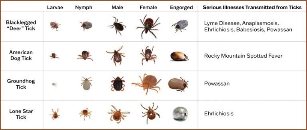 Tips for Tick Time