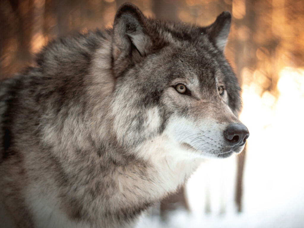 The Wolves of New York Part II