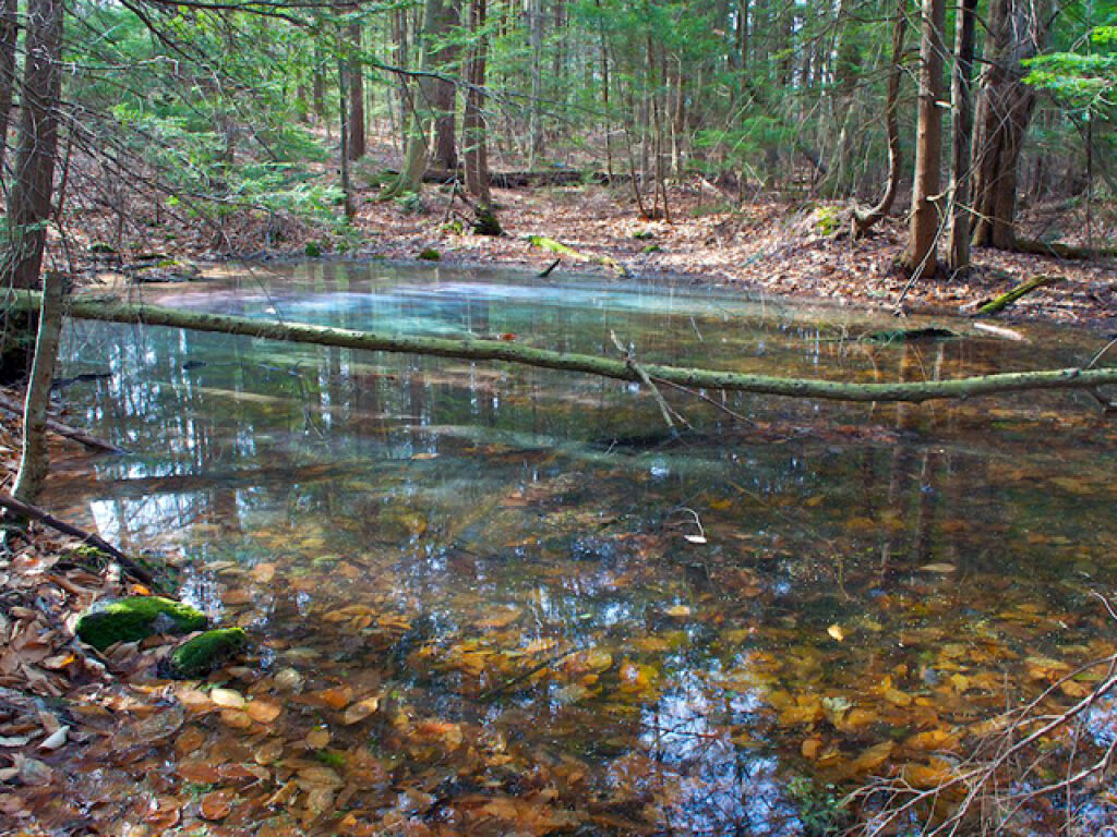 Wawarsing Solar Project Scrutinizes Vernal Pools, Wetlands