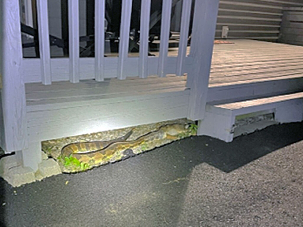 Rattlesnake Relocated from Wawarsing Porch