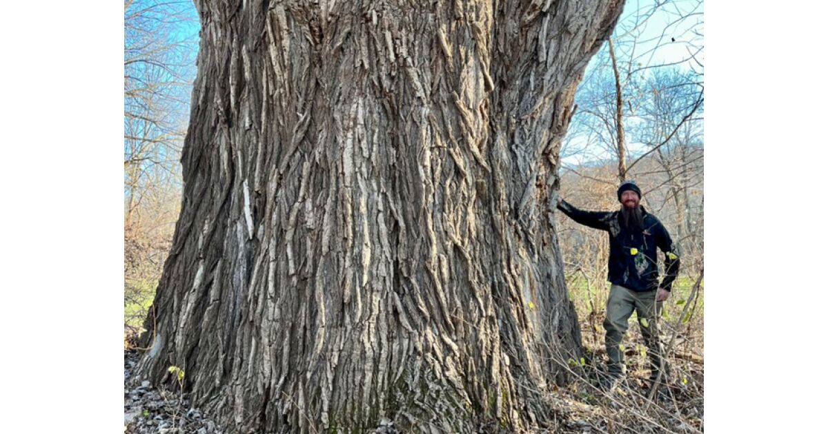 Meet the Man Hunting for Our Tallest Trees